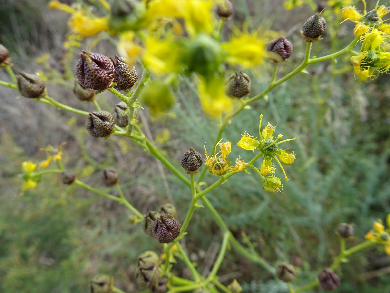 HERBARIO VIRTUAL DE BANYERES DE MARIOLA Y ALICANTE: Ruta angustifolia ...
