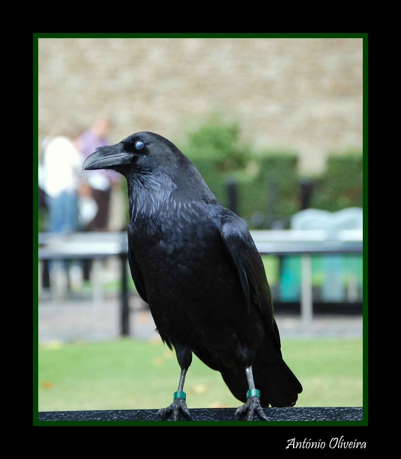 Imagens eternas: O Corvo