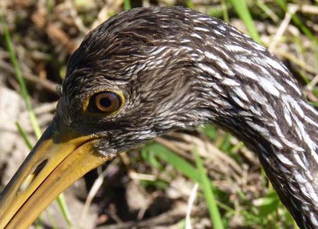 Cultura Guaraní: LEYENDA DEL KARÁŨ