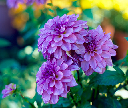 Botánica: ¿Que es la bótanica?