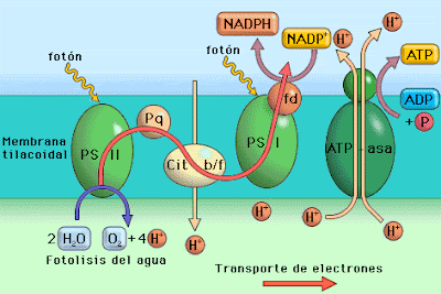 Reloj de Arena: 2011