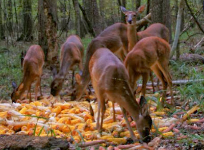 Blog de chasse au chevreuil à l'arc: L'appâtage est un manque à l'éthique