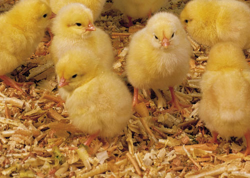 EL BAÚL DE INNELA: LOS POLLITOS DICEN "PÍO, PÍO, PÍO". CANCIONES INFANTILES