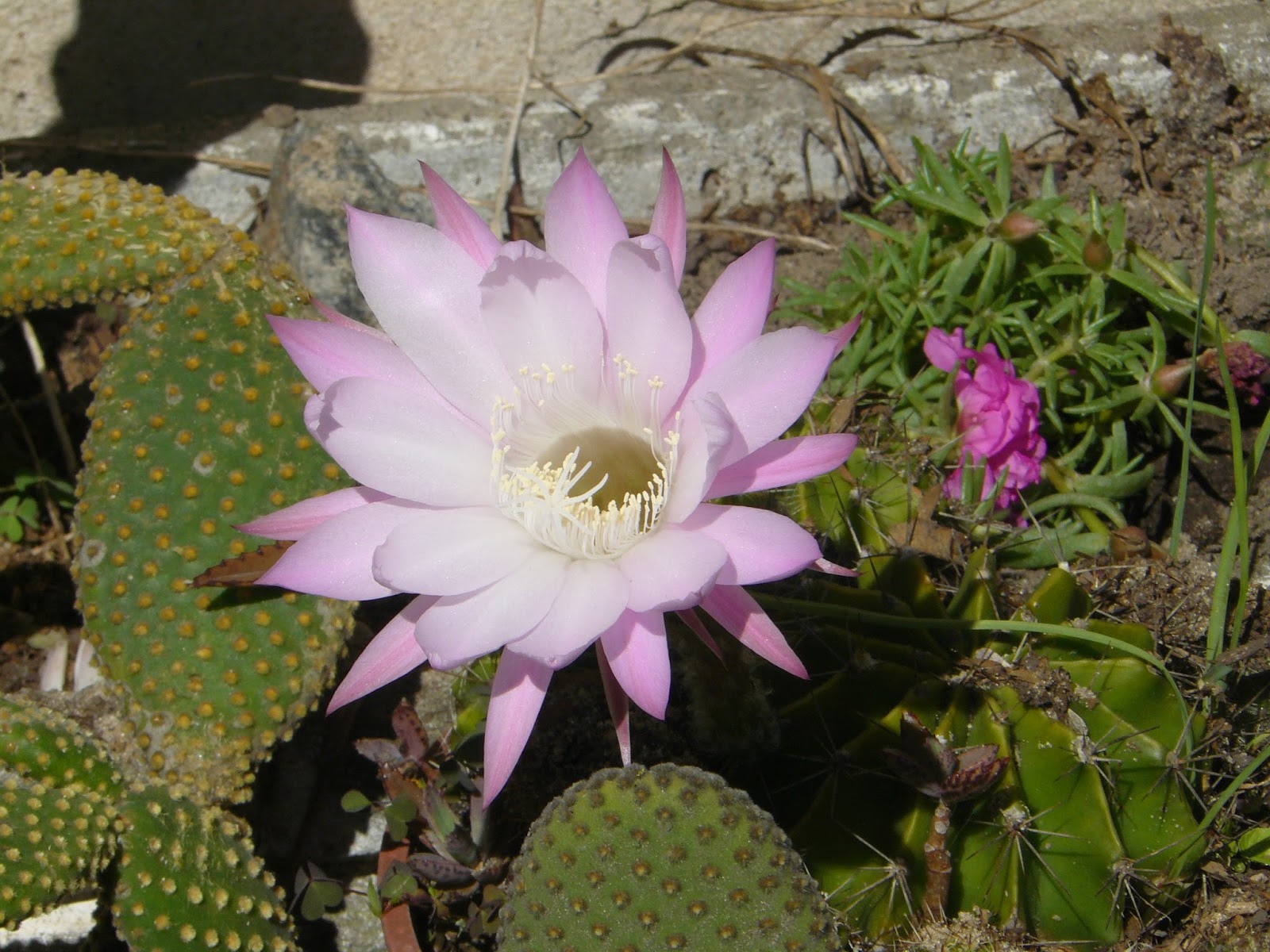 El jardín de Emi