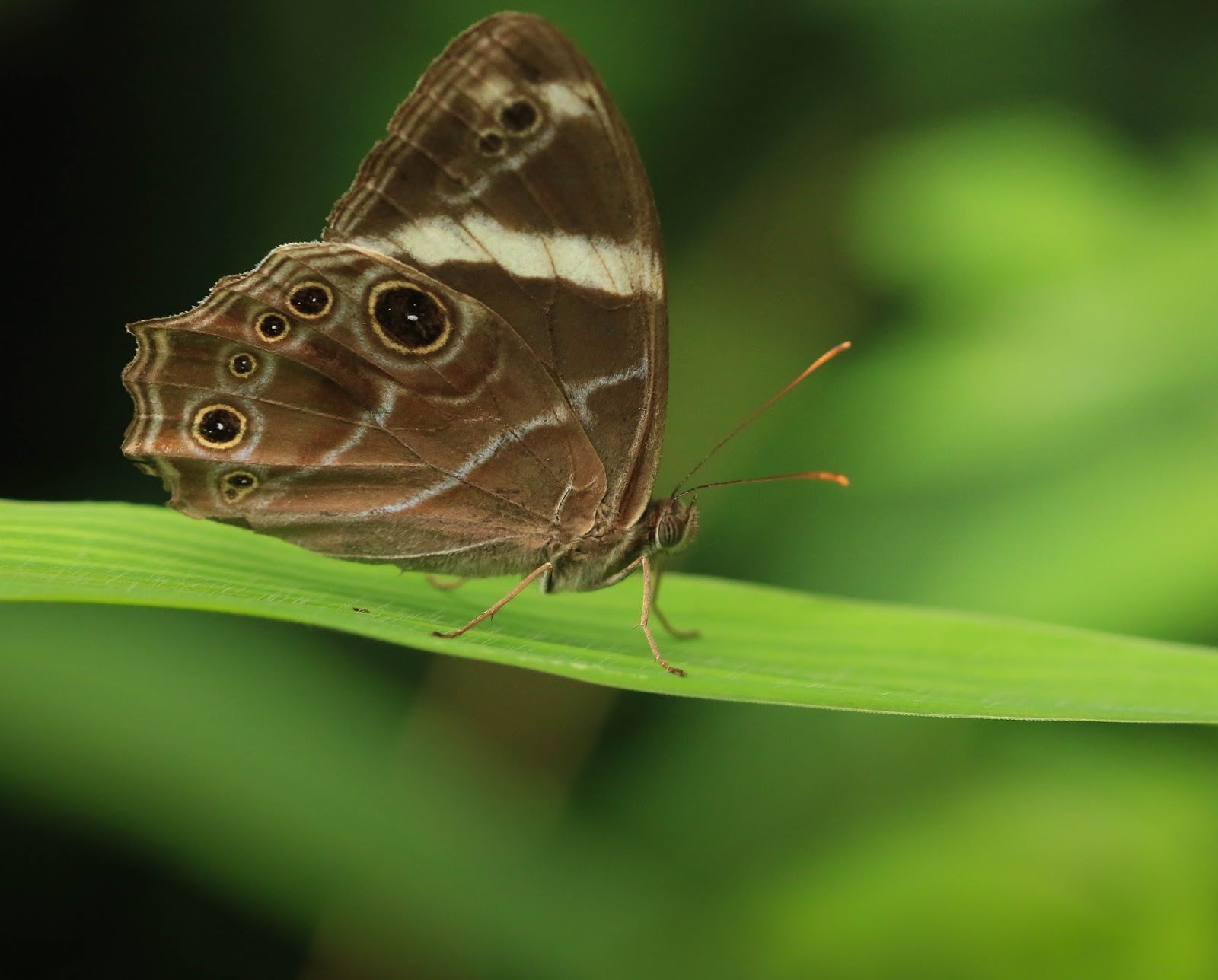 Butterflies of Vietnam: 5. Lethe confusa confusa (The Banded Treebrown)