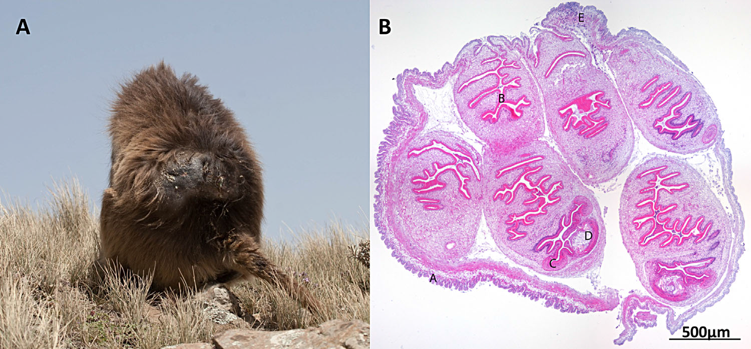 Parasite of the Day: Taenia serialis