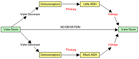 #112 Osmoregulation | Biology Notes for A level