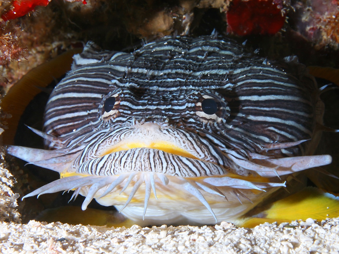 Toadfish ~ Aquatic Animals