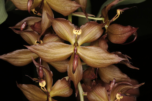 Cycnoches cooperi care and culture | Travaldo's blog