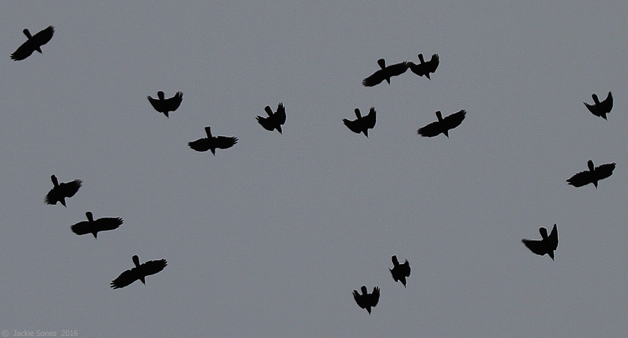 The Natural History of Bodega Head: "crow-motion"