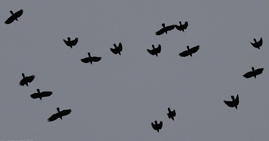 The Natural History of Bodega Head: "crow-motion"