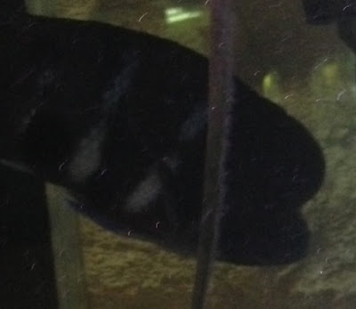 BIG BRAIN TECHNOLOGIES: Big Brain Fish