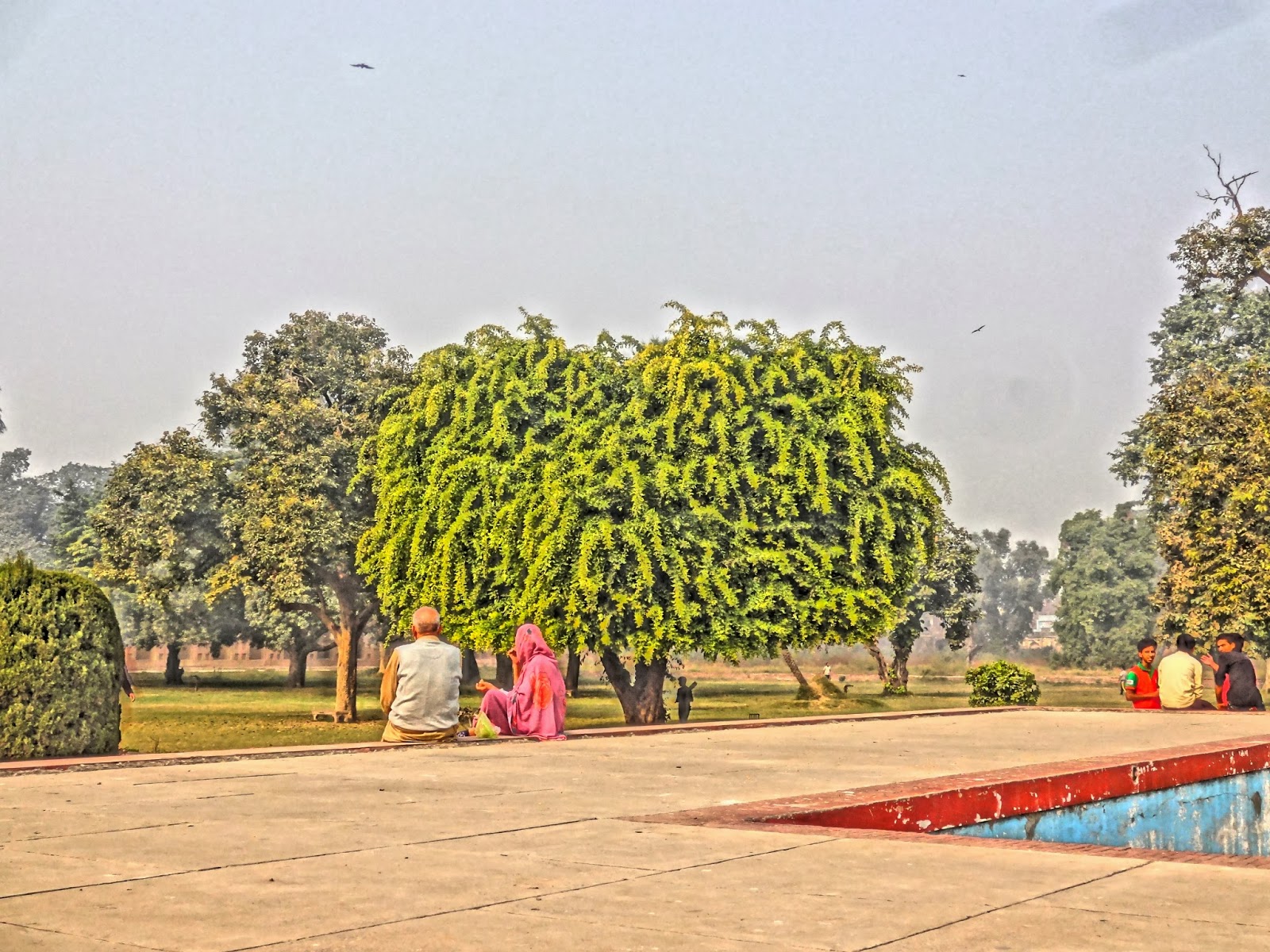 Plants of Lahore - Pakistan: Bael Fruit Tree (Bilgree)- Enjoy drinks of ...