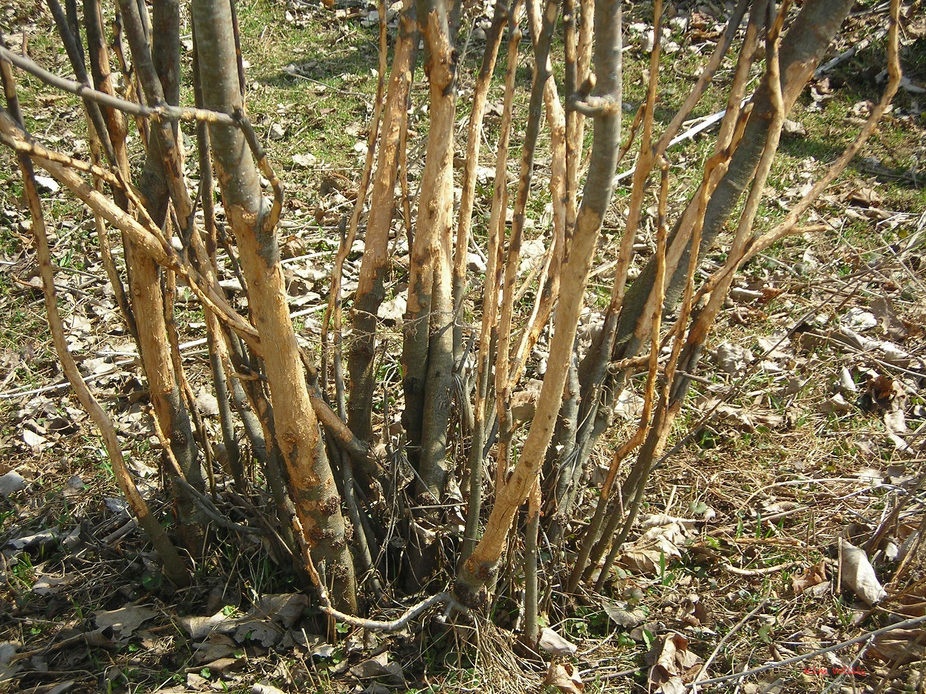 Gardening Granny's Gardening Pages: March 7, 2017, Kim’s Weekly Garden ...