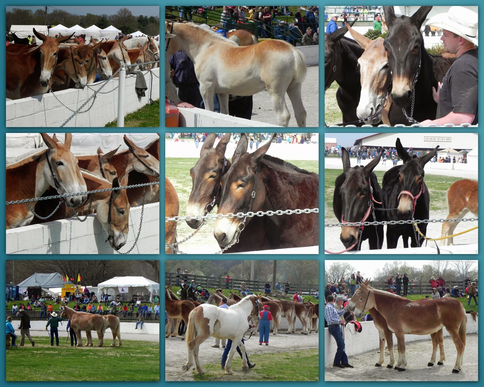 Gone Walkabout 2: The Grand and Glorious Mule Days of Columbia, TN