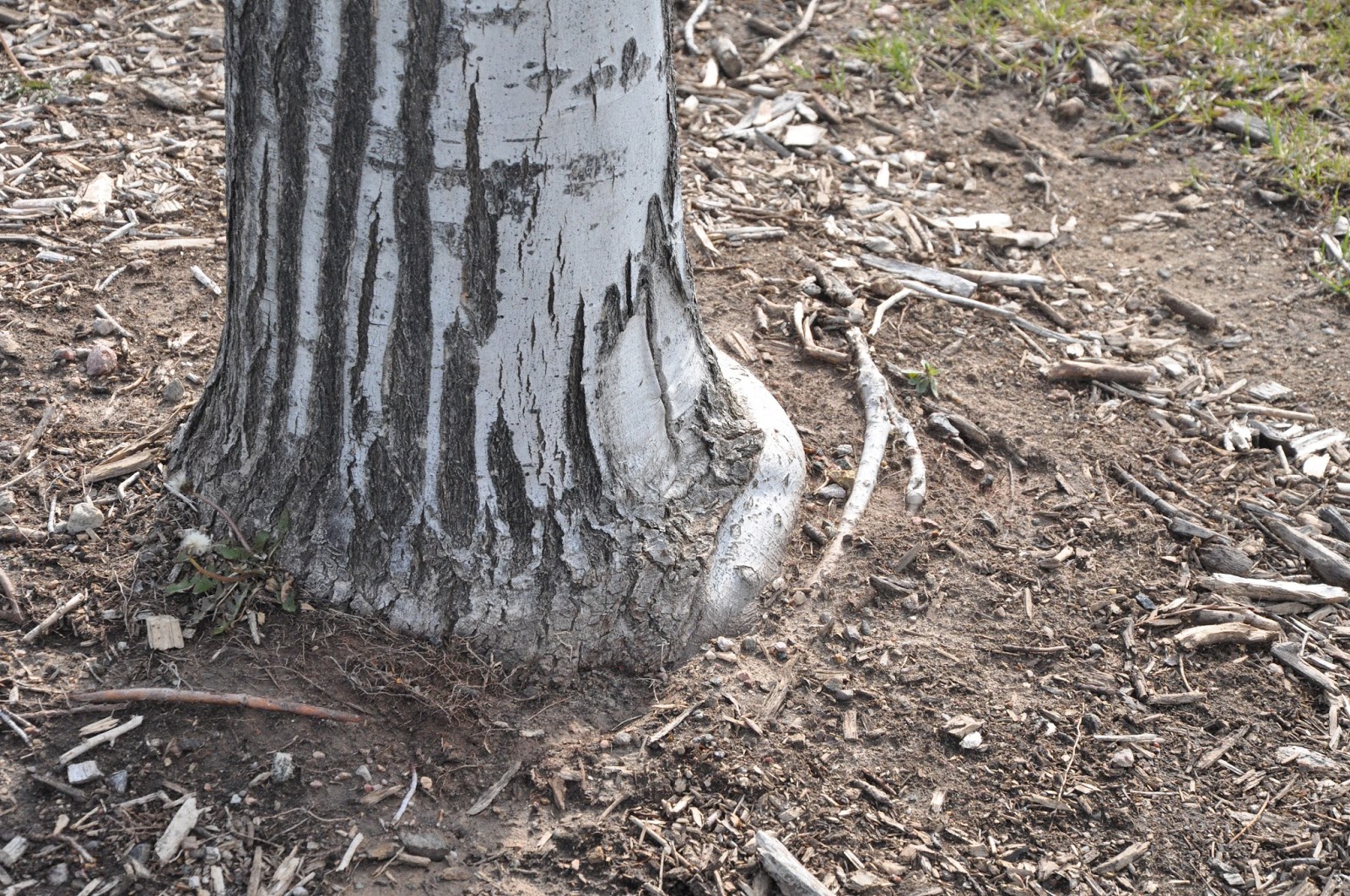 CO-Horts: Stem Girdling Roots