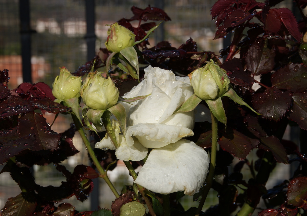Organic Garden Dreams: February Roses
