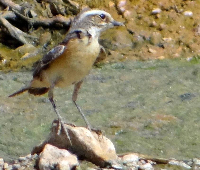 Birding for a Lark: Wadi Arar