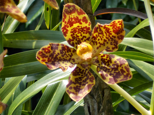 JENIS TANAMAN BUNGA ANGGREK LANGKA YANG POPULER HARUS DILESTARIKAN ...