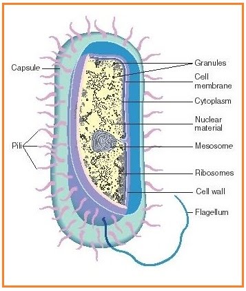 Budding And Appendaged Bacteria Pdf - turbabitway