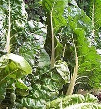 Bosanska kuhinja: Pita sa blitvom od gotovih jufki