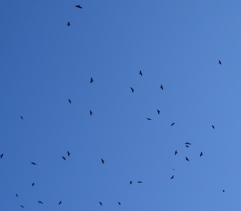 Blue Starr Gallery: A Crow Gathering