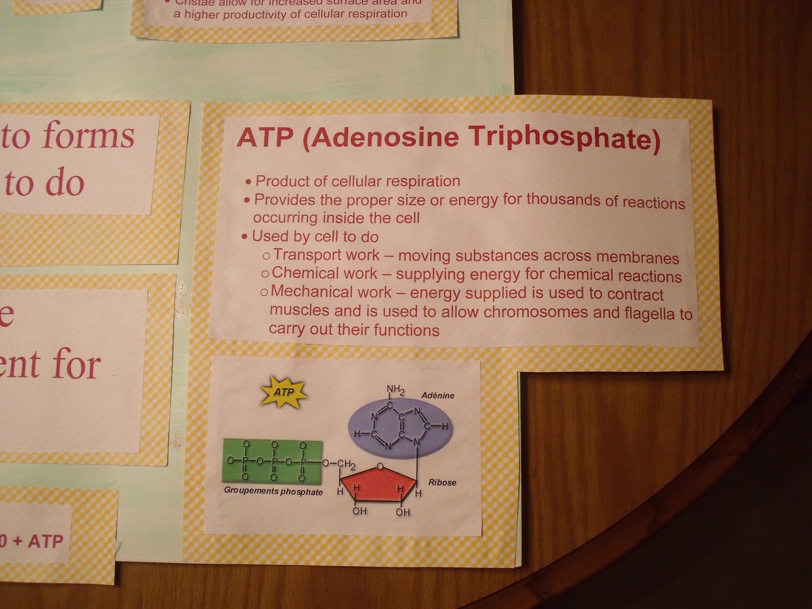 Lexy Jacobson's AP Biology Blog: Vote for Mitochondria for cell ...