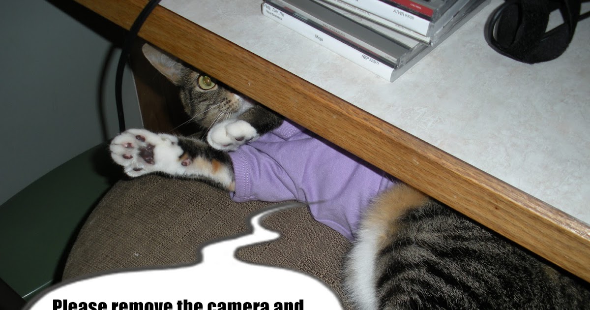 Catladyland: Cats are Funny: Rabbit Kickery