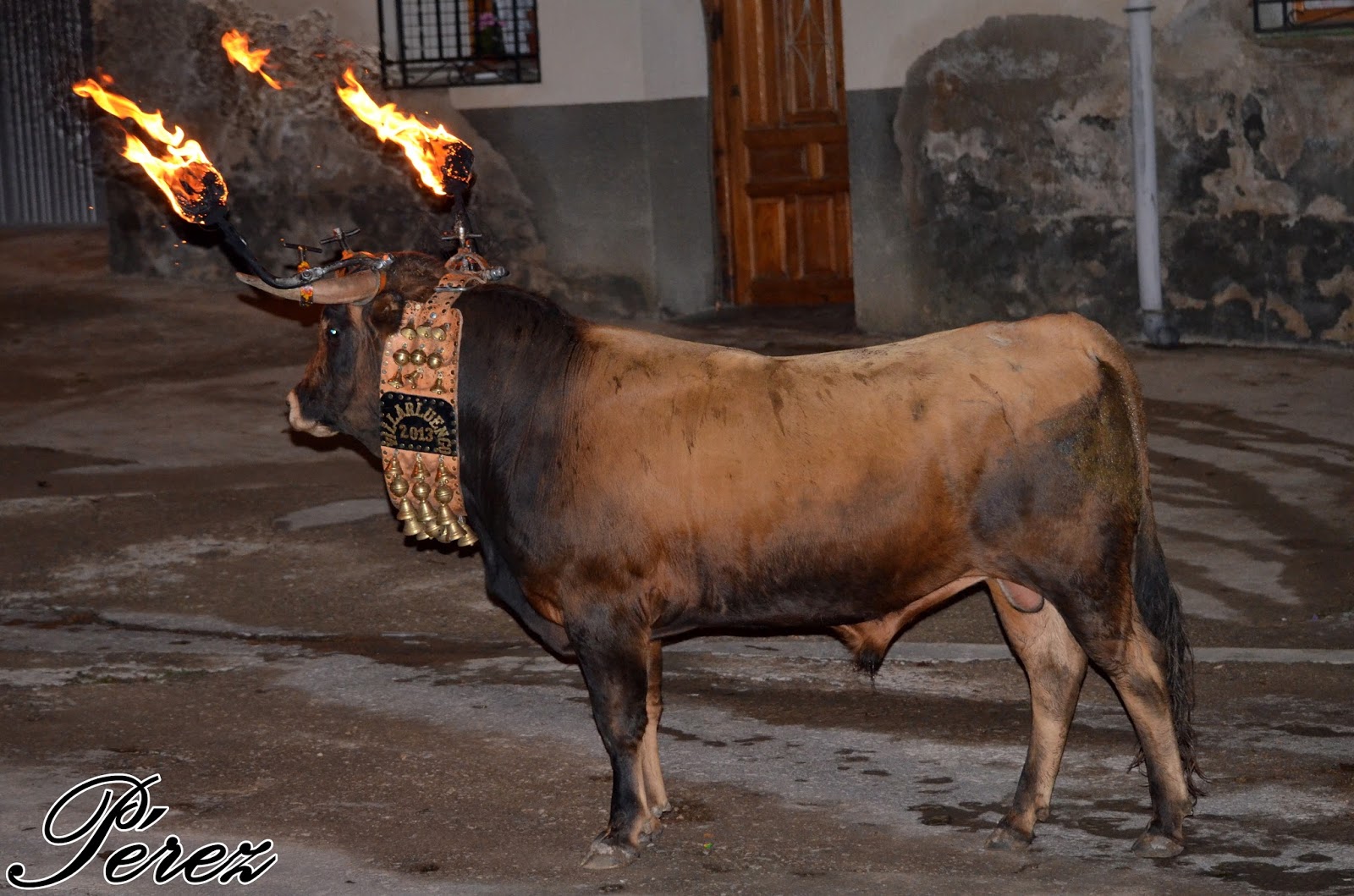 Toros en Andorra Fotos: Toro embolado en Pitarque. Ganadería Colomer Hnos.