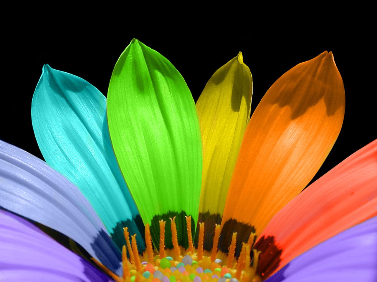 Flores con colores - Imagui
