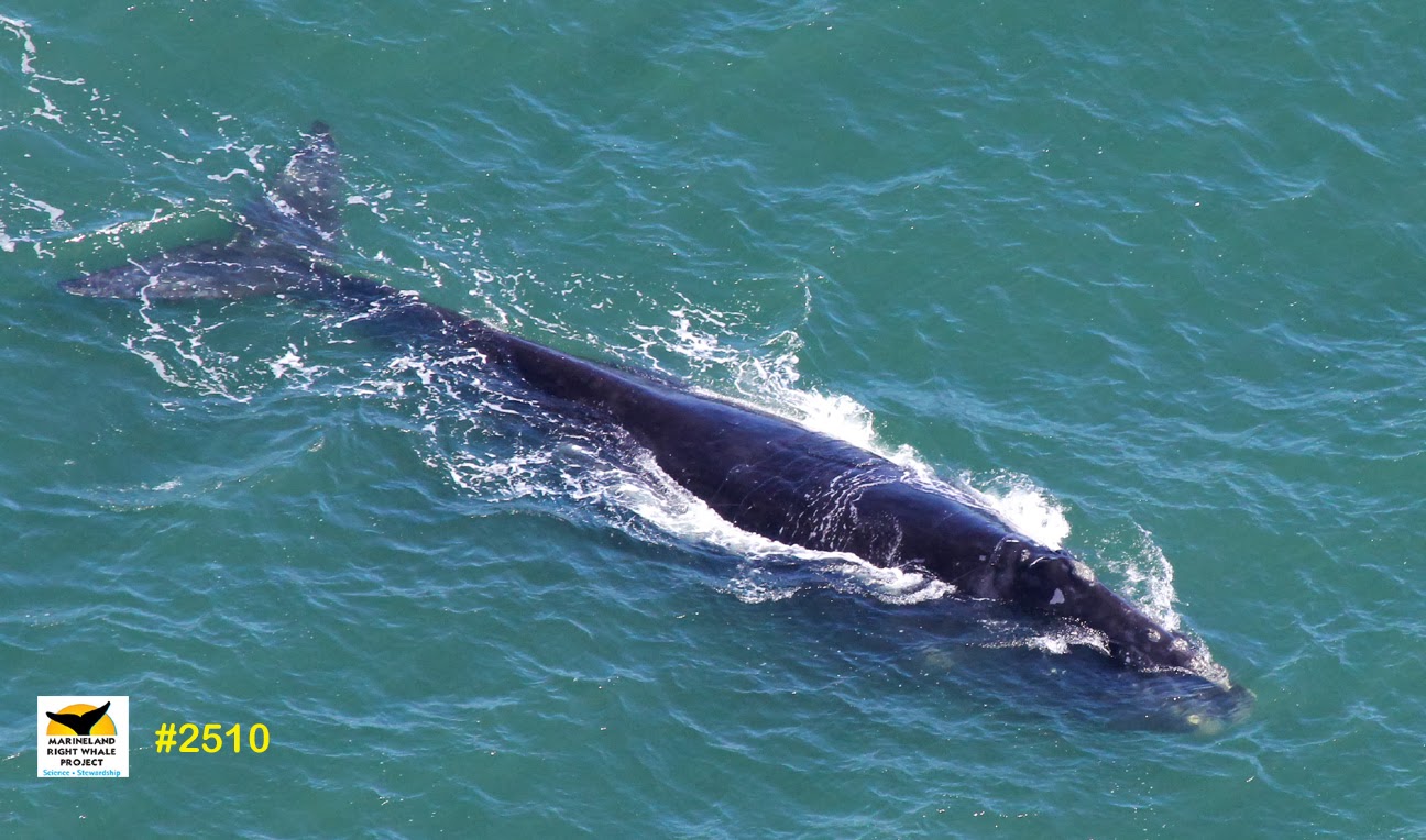 Marineland Right Whale Project: Whales Keep Us on Our Toes