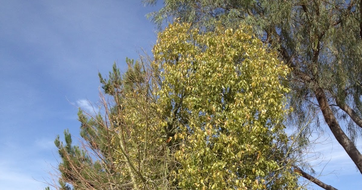 Xtremehorticulture of the Desert: Bottle Tree Leaf Drop