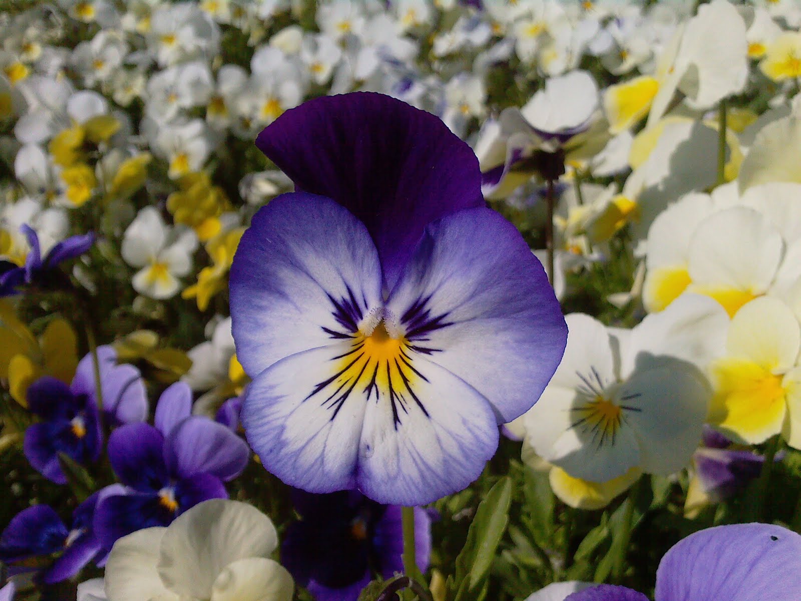 Handmade Creations: Panselute din gradina