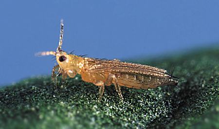 INSECTOS DE P.R. In Memoriam Dr Luis F Martorell y Dr Alain Liogier ,DR ...