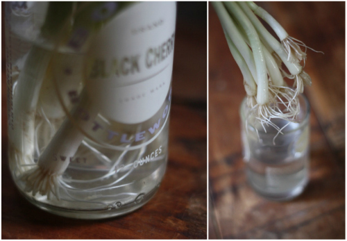 How to Grow Green Onions Indefinitely | 17 Apart