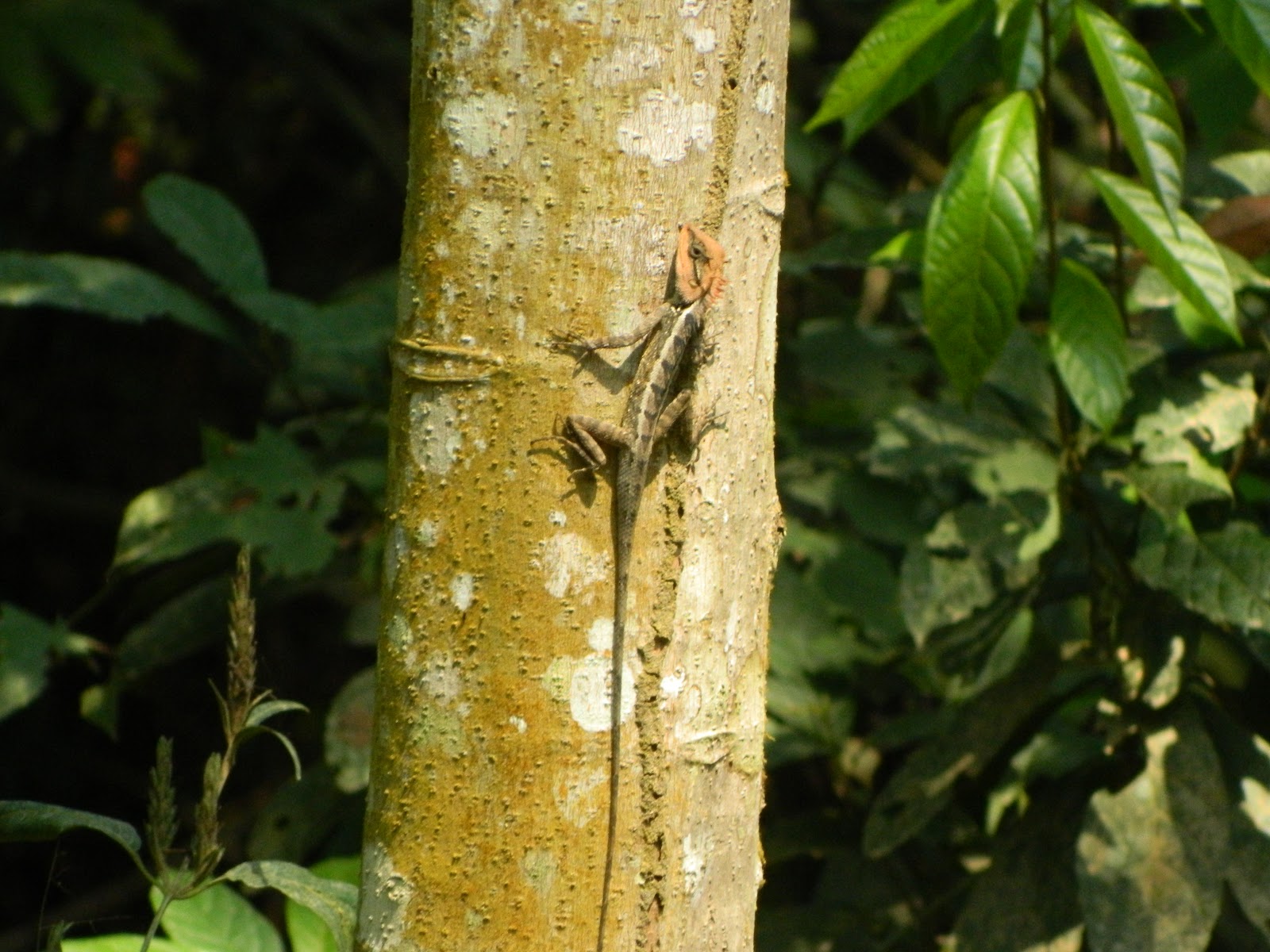 A Norfolk Birder in Thailand: Reptiles