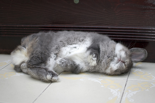 Body Language of Rabbits | DAVIN's RABBITRY