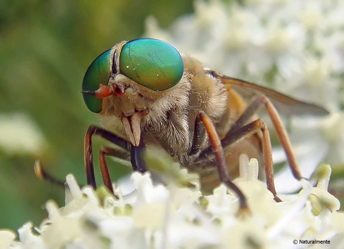 Mundo Diminuto: julio 2012