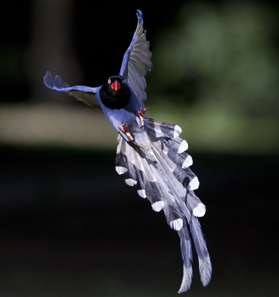 Taiwan Blue Magpie (Urocissa caerulea) - Ryan Maigan Birds