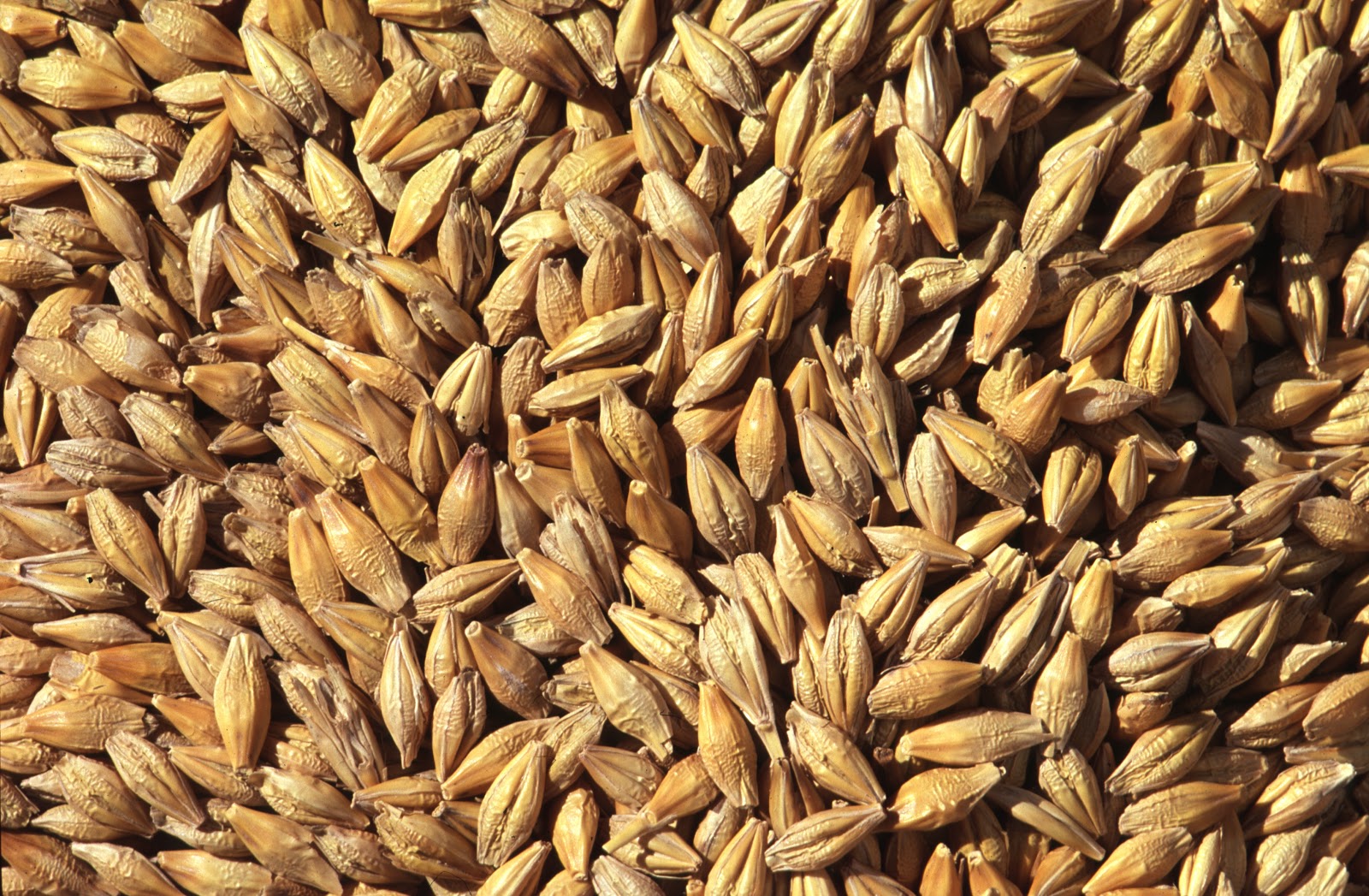 PUNAVUORI GOURMET: OHRA - tuplahyvä.