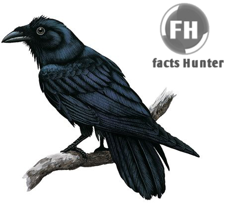 Bird's Lifestyle: Common Raven - National Bird of Bhutan