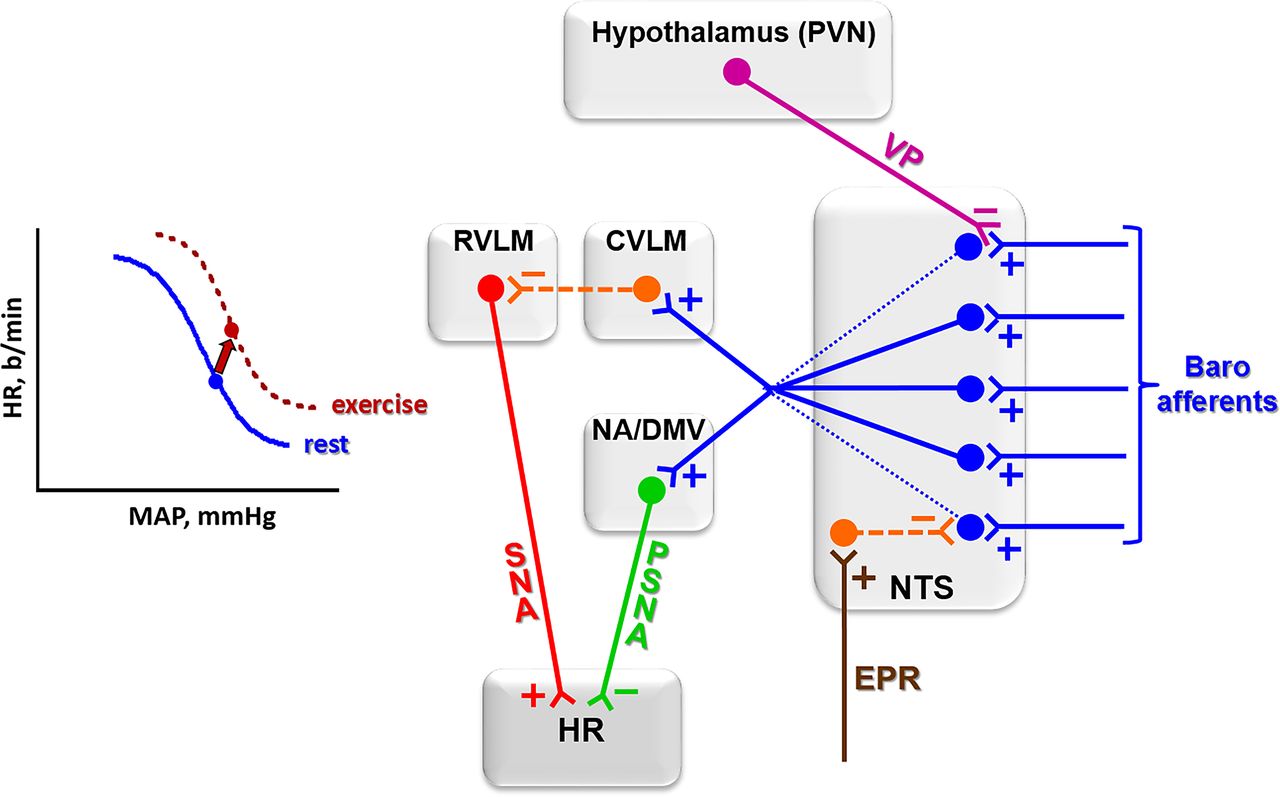 Medicine In Brief: Hemodynamic Response to Exercise