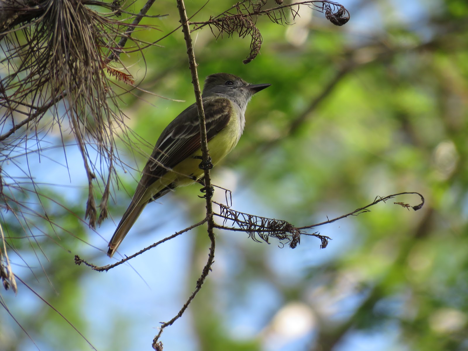 Bird & Travel Photos, Birding Sites, Bird Information: GREAT CRESTED ...