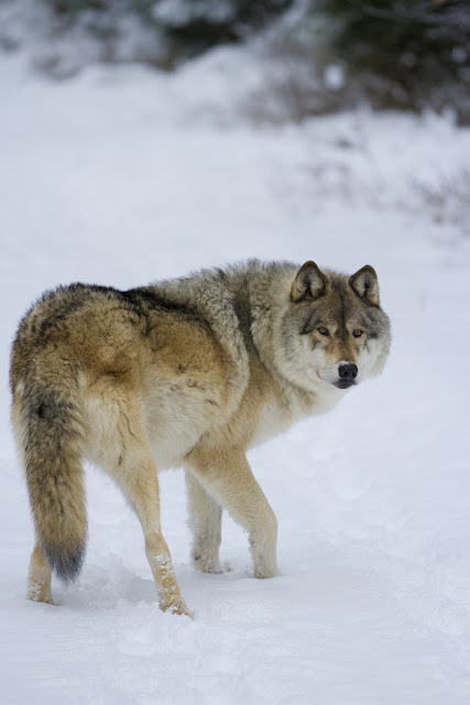 165 days in Canada EH !: Day 140 - Walking with the Wolves