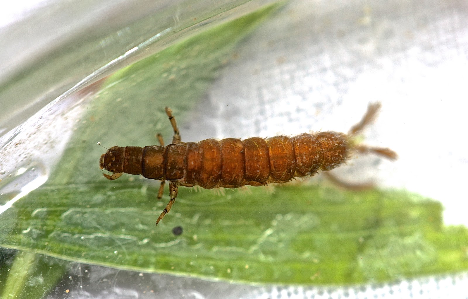 Aquatic Insects of Central Virginia: Ceratopsyche sparna/Hydropsyche ...