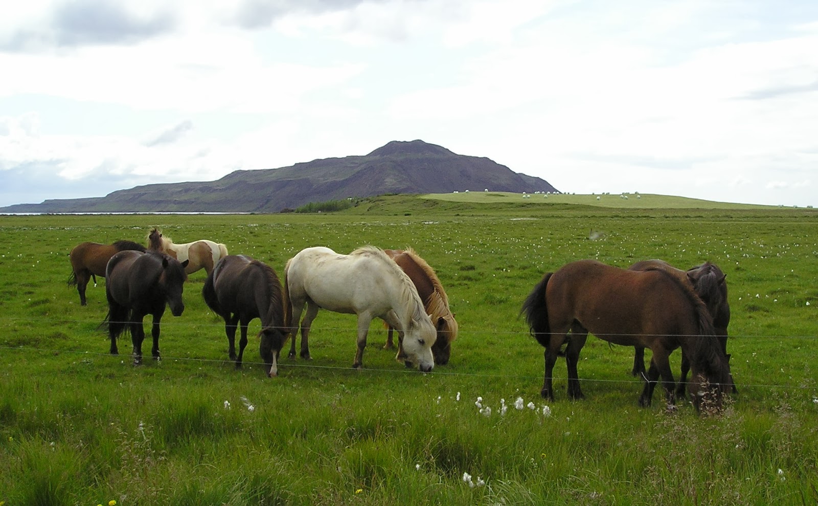 Stall Älvasjö: Kolur frá Hömrum 24 år