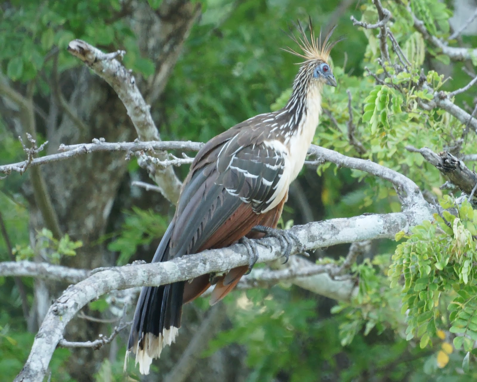 Adventures with Isoms: Guacharaca vs Guasacaca