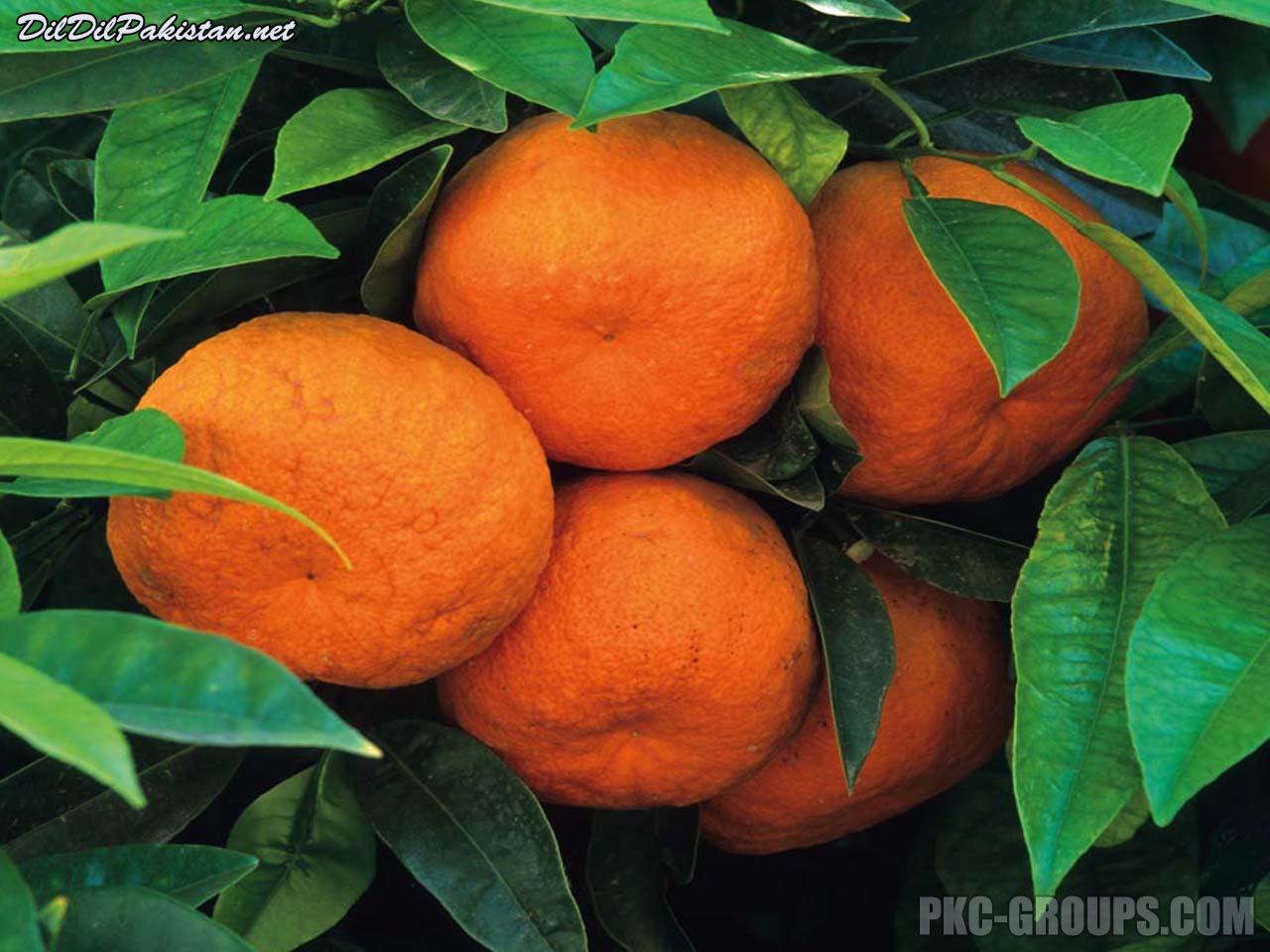 Dil Dil Pakistan: Winter in Pakistan