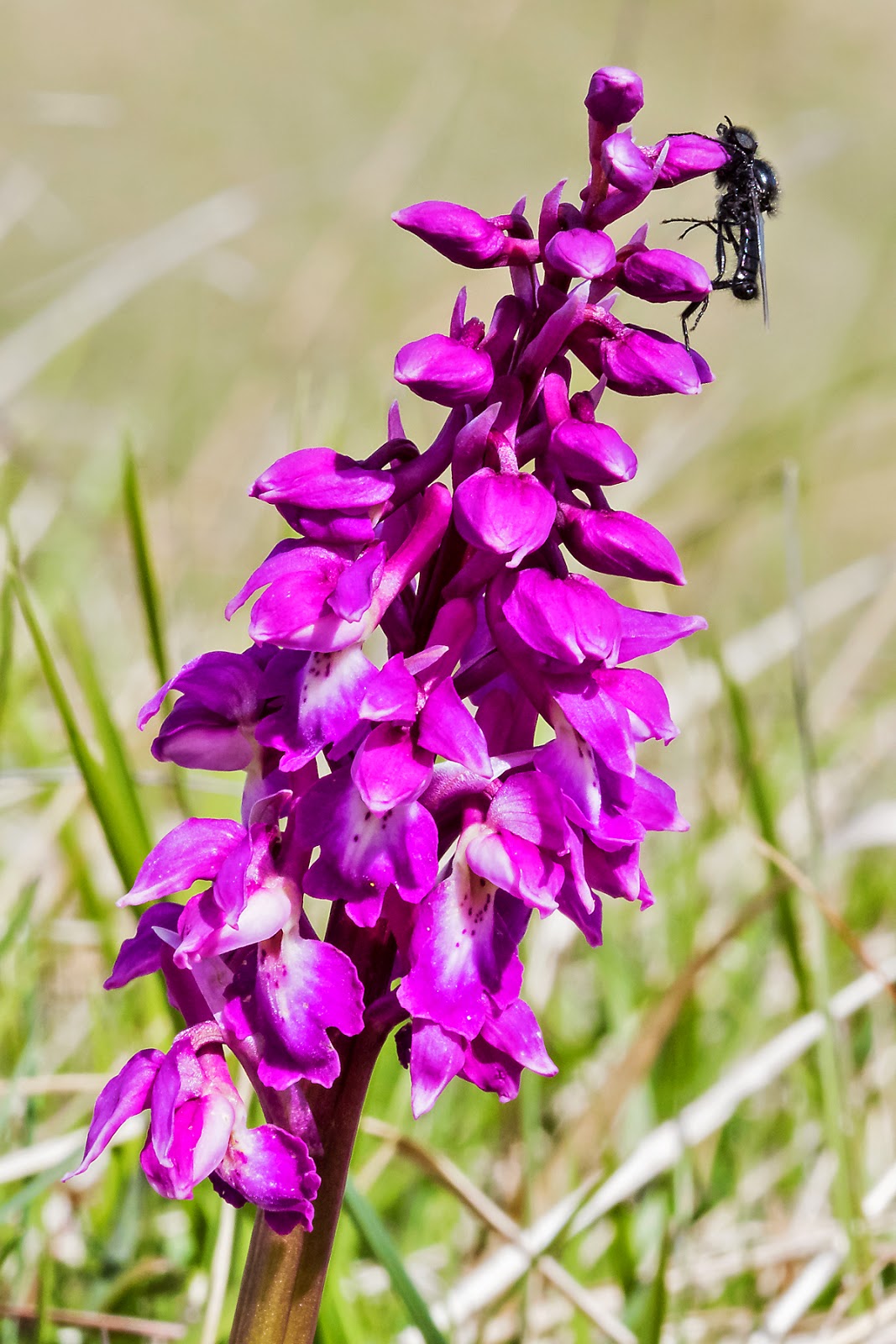 PETER'S PORTFOLIO..............Bird & Wildlife Photography: Early ...