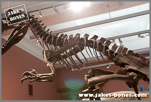 The amazing Ceratosaurus nasicornis : Jake's Bones